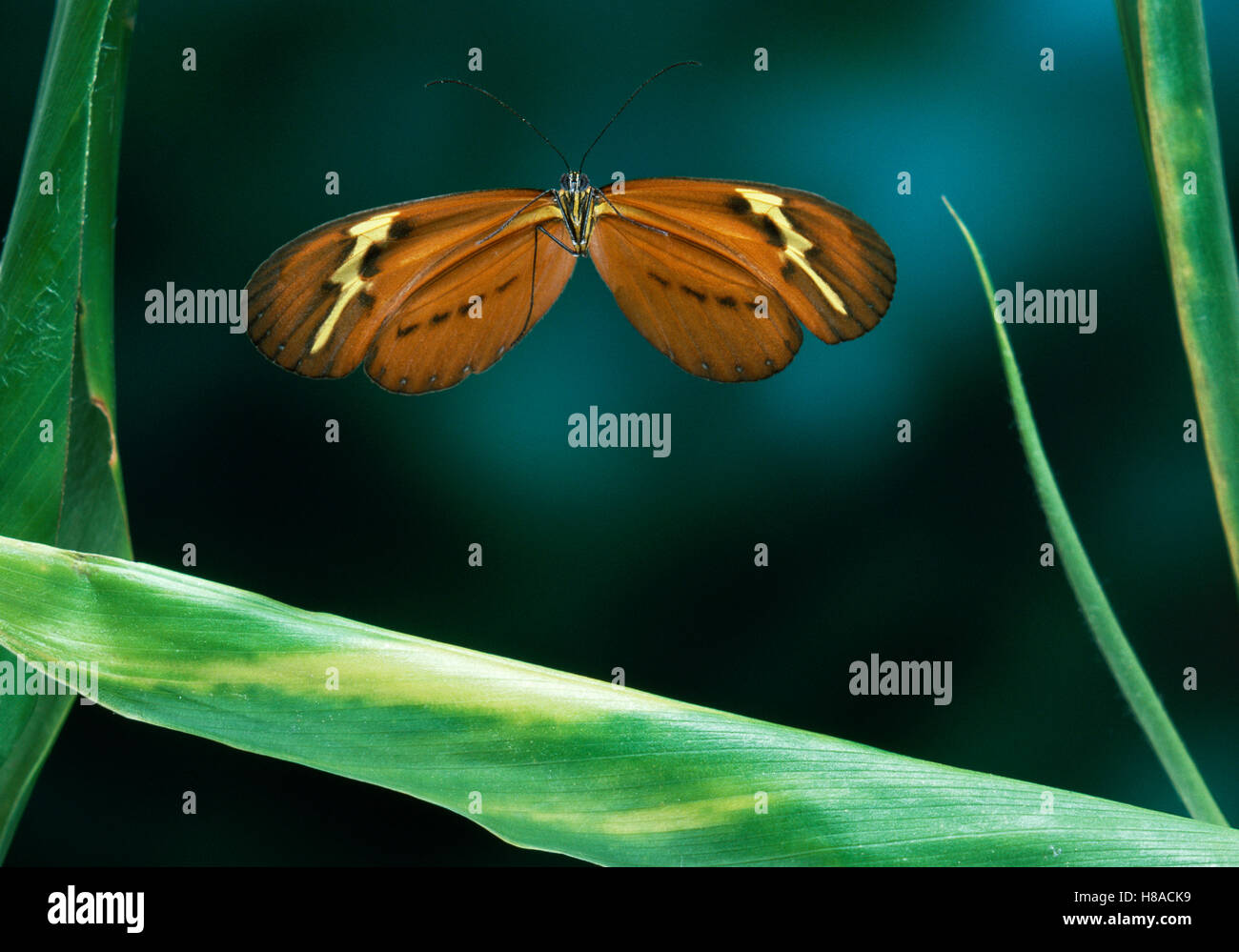 Nymphalid Butterfly (Sais sp) flying Stock Photo - Alamy
