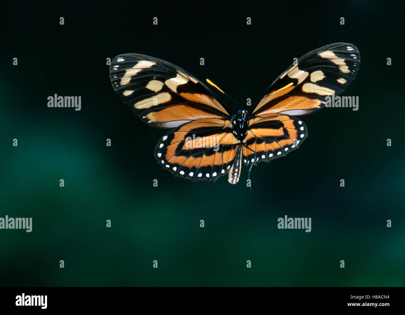 Large Tiger (Lycorea ceres) butterfly flying, Venezuela Stock Photo - Alamy