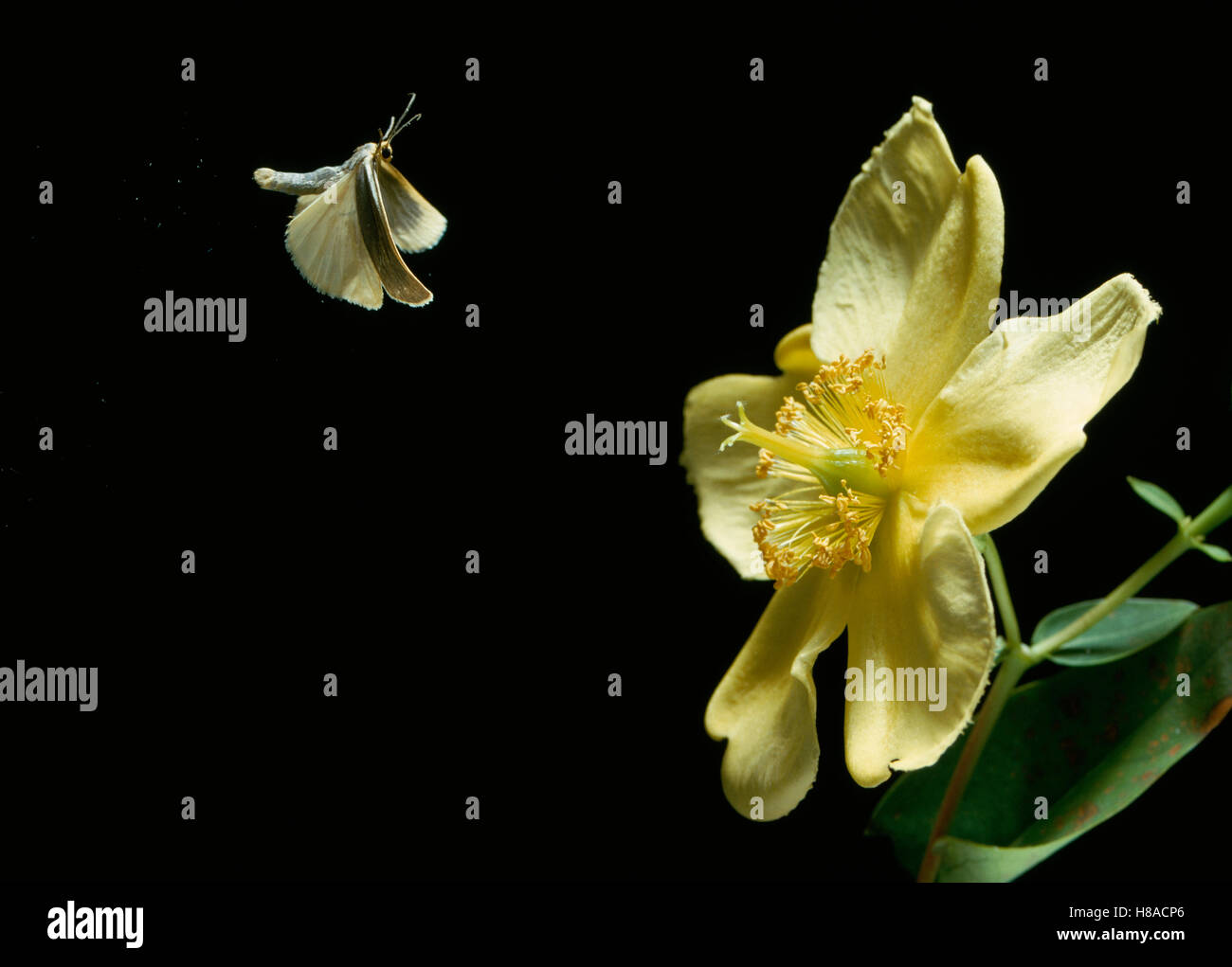 Common Footman (Eilema lurideola) flying Stock Photo - Alamy