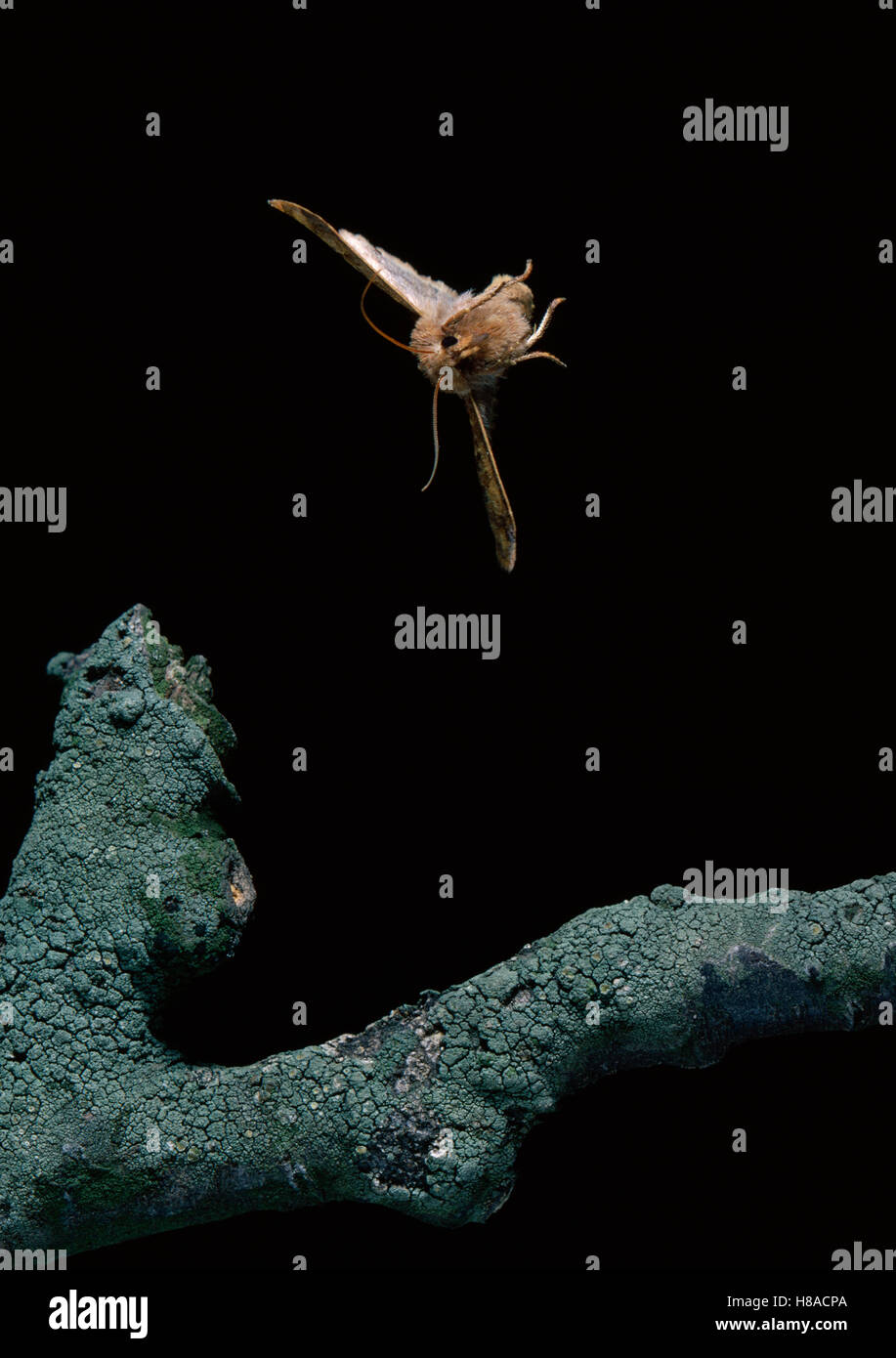 Noctuid Moth (Noctuidae) flying performing barrel-roll Stock Photo - Alamy