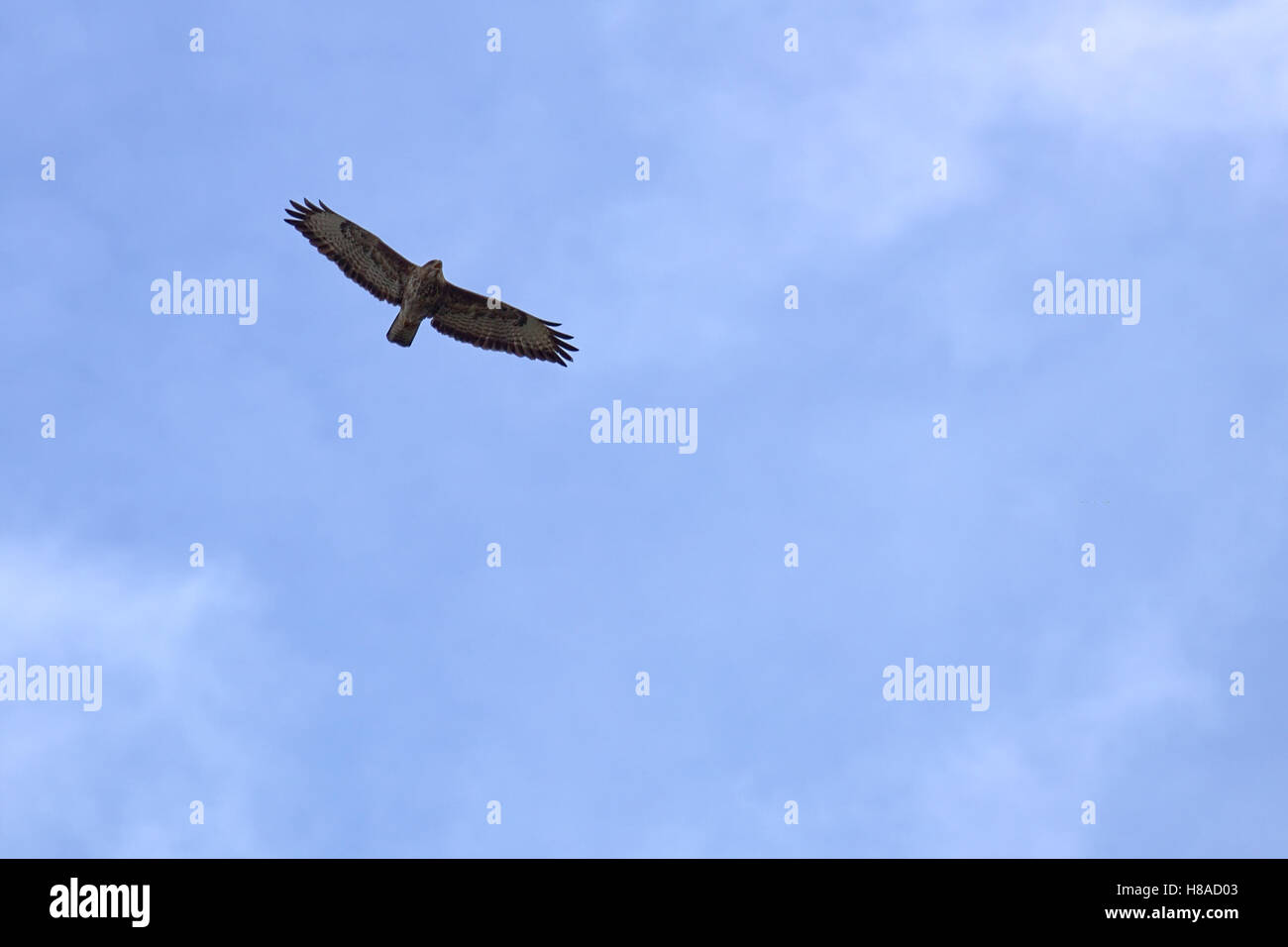 Buteo buteo from below hi-res stock photography and images - Alamy