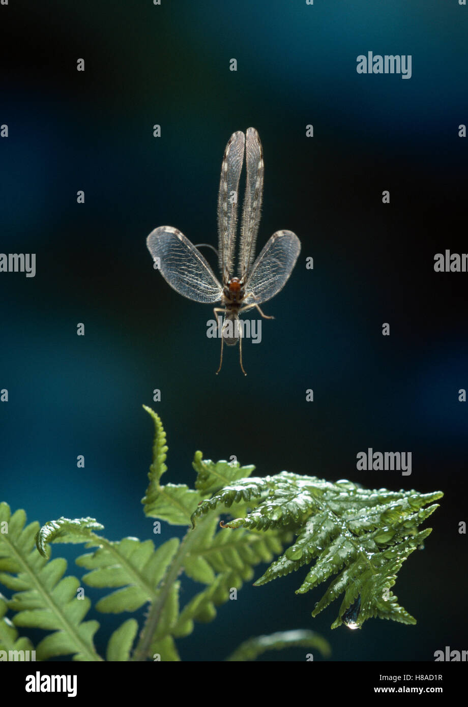 Giant Lacewing (Osmylus fulvicephalus) flying Stock Photo - Alamy