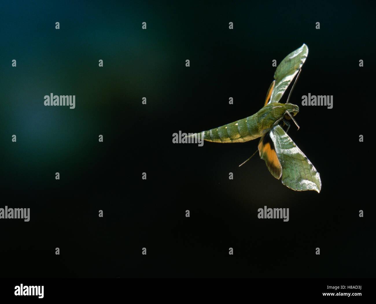 Pluto Sphinx (Xylophanes pluto) moth flying, Venezuela Stock Photo - Alamy