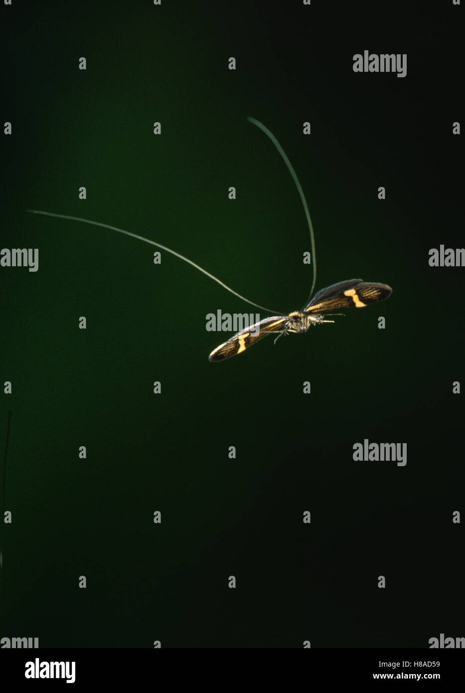 Longhorn Moth (Nemophora degeerella) flying Stock Photo - Alamy