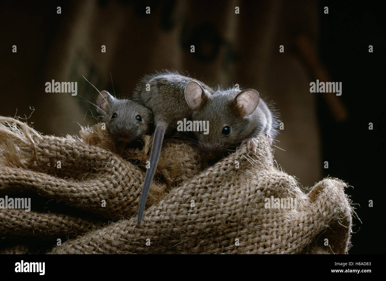 House Mouse (Mus musculus) juveniles Stock Photo - Alamy