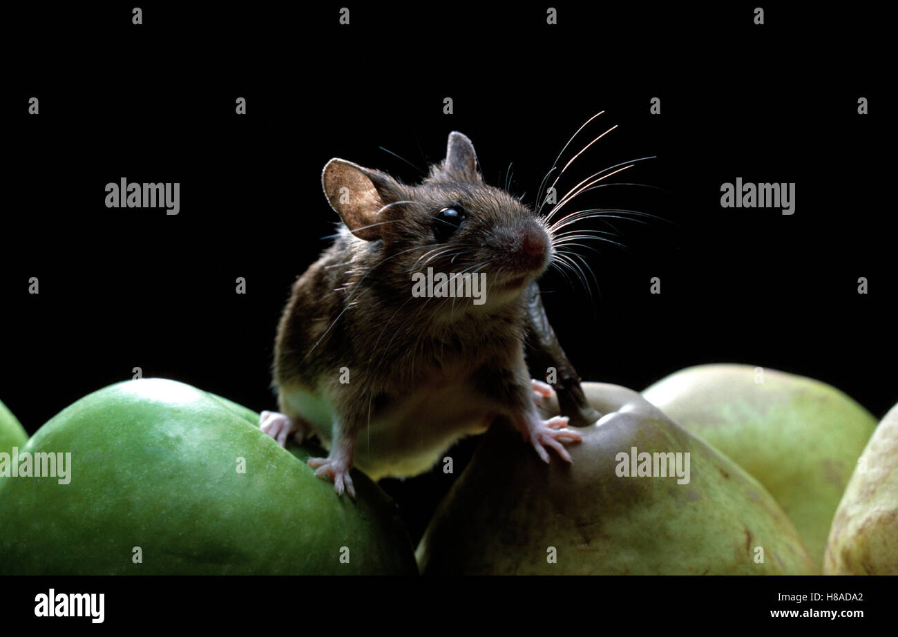 Yellow-necked Field Mouse (Apodemus flavicollis) on apples Stock Photo ...