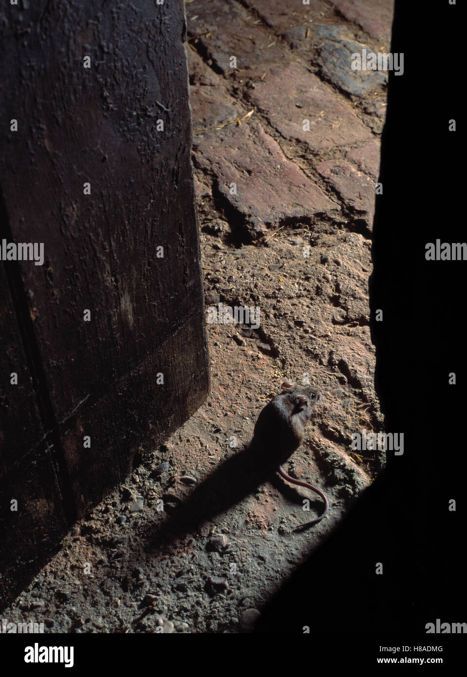 House Mouse (Mus musculus) at entrance to stable Stock Photo - Alamy