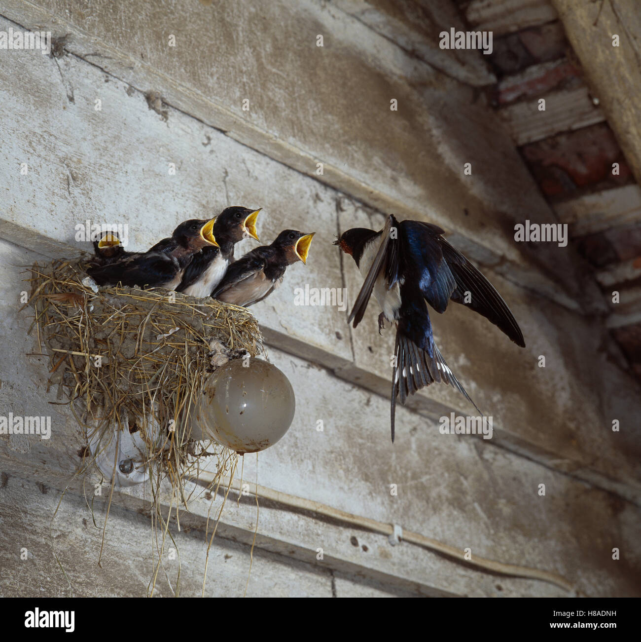 Barn Swallow (Hirundo rustica) flying, feeding young in nest Stock ...