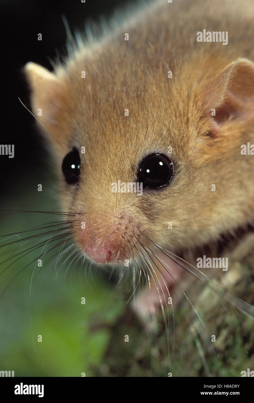 Common Dormouse (Muscardinus avellanarius) face Stock Photo - Alamy