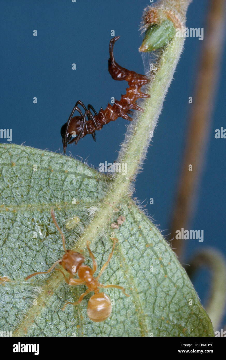 Lobster Moth (Stauropus fagi) caterpillar showing mimicry of ant when ...