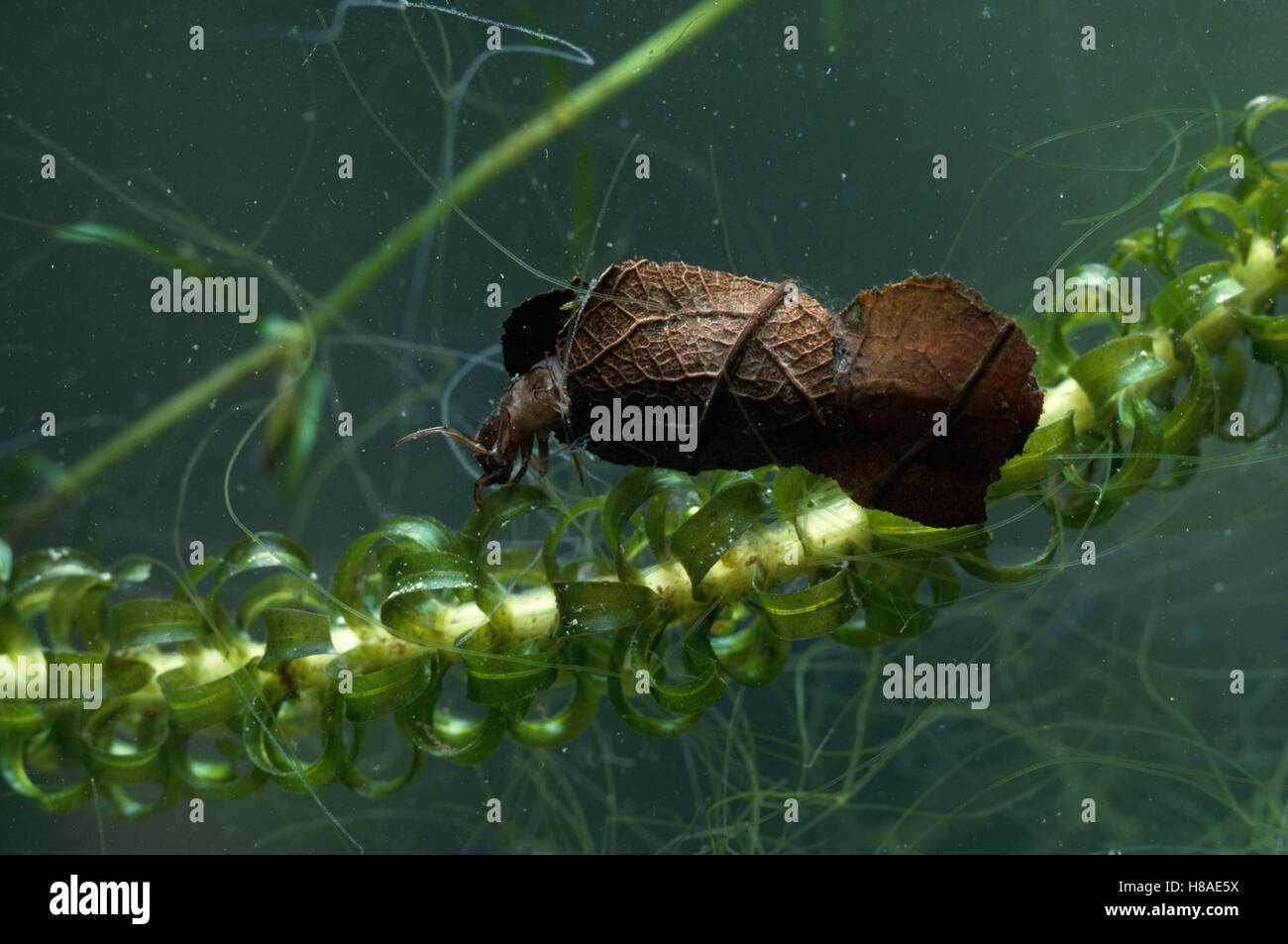 Caddis Fly (Phryganeidae) larva in case made from a leaf Stock Photo ...