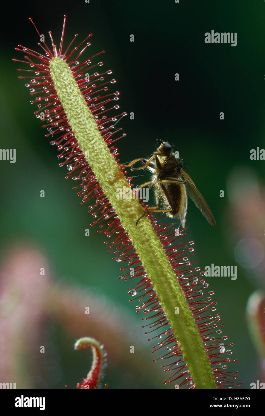 Cape Sundew (Drosera capensis) trapping fly, South Africa Stock Photo ...