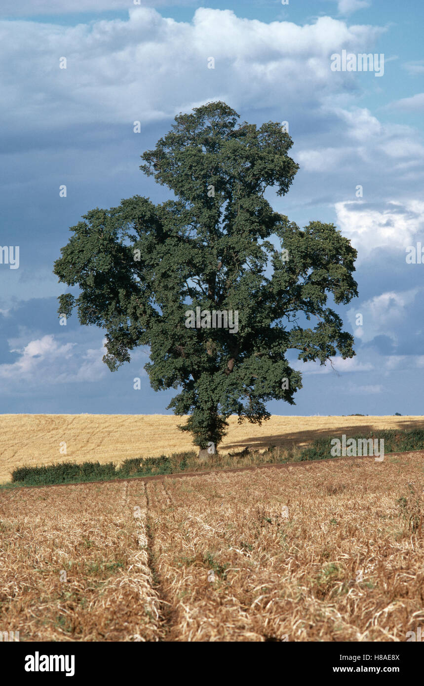 English elm tree field hi-res stock photography and images - Alamy