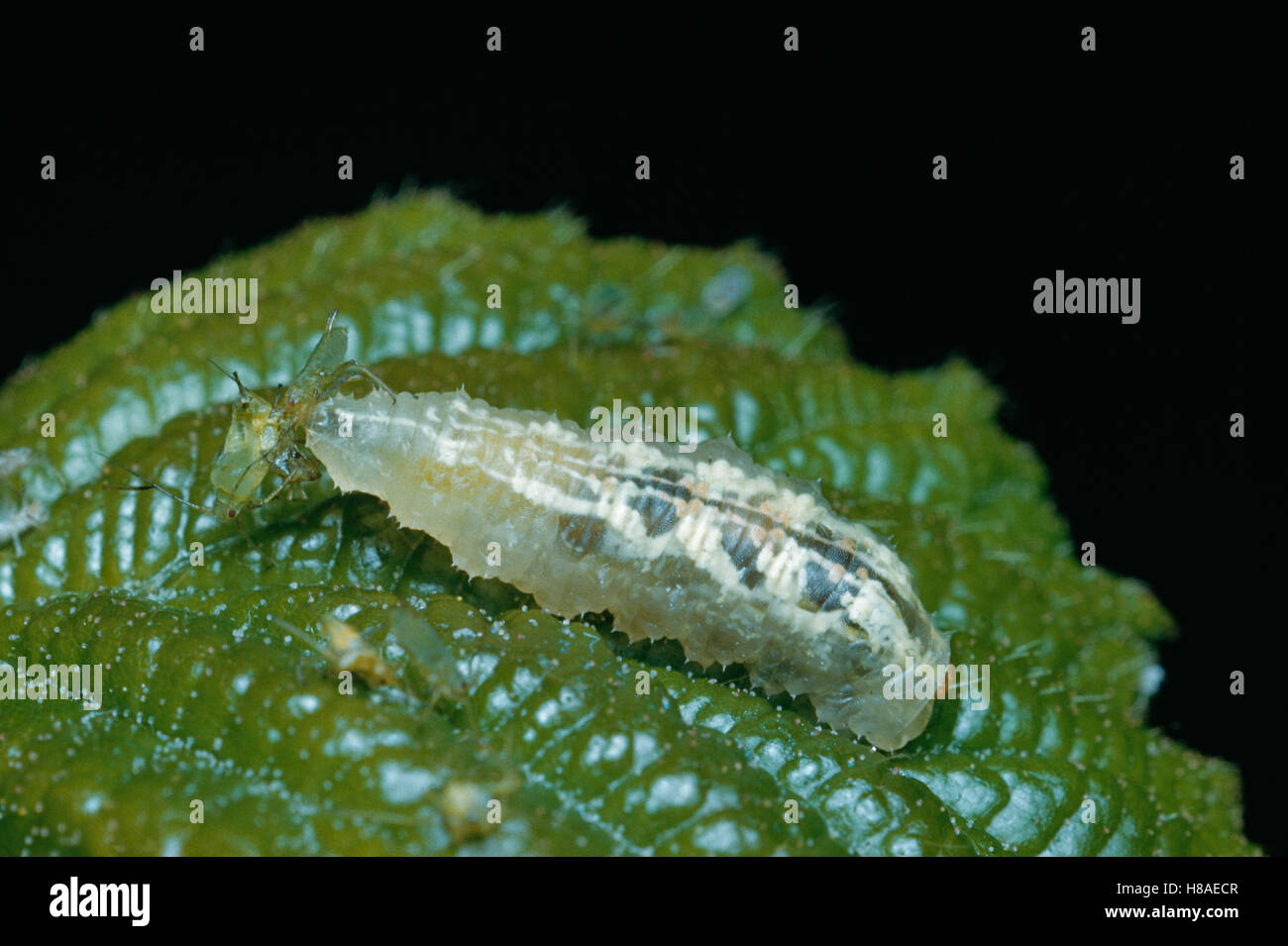 Hoverfly (Syrphus sp) larva feeding on greenfly Stock Photo - Alamy