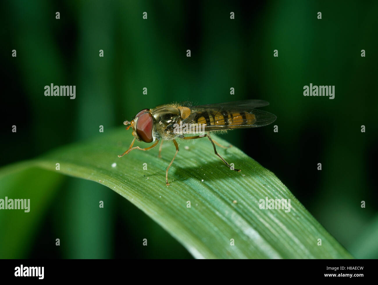 Marmalade Hover Fly (Episyrphus balteatus) on grass blade Stock Photo - Alamy