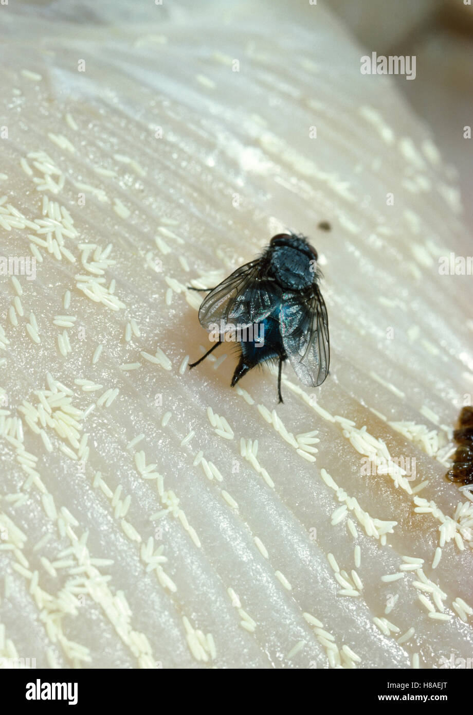 Blue Bottle Fly (Calliphoridae) laying eggs on fish Stock Photo - Alamy