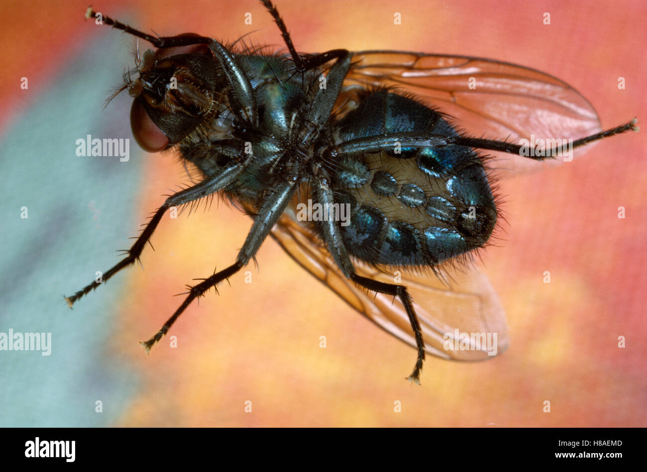 Blue Bottle Fly (Calliphoridae Stock Photo - Alamy