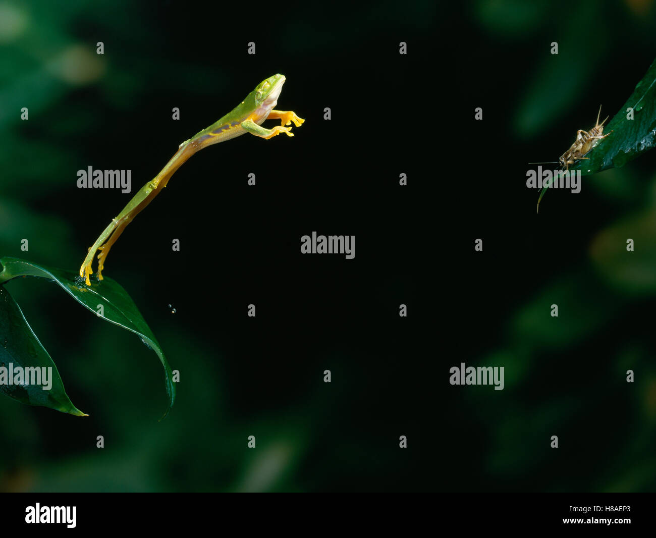 Red-eyed Tree Frog (Agalychnis callidryas) leaping to catch cricket ...