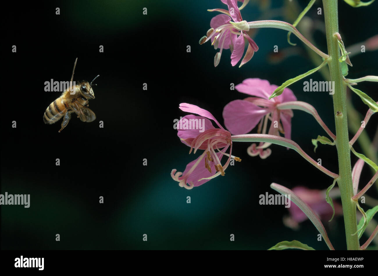 Honey Bee (Apis mellifera) flying Stock Photo - Alamy