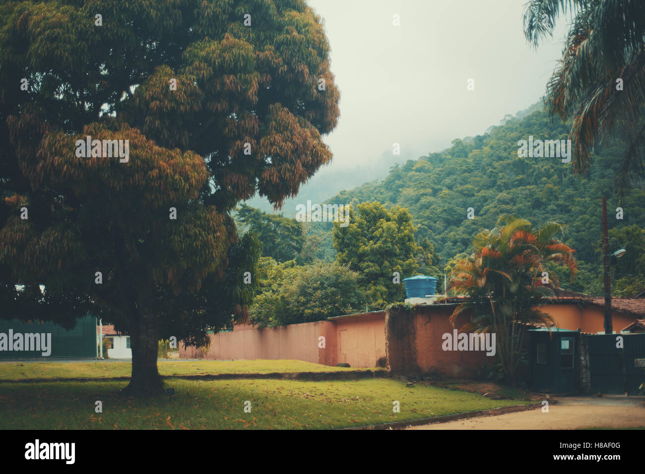 Huge beautiful tree and rainforest mountains behind of it in Jardim ...