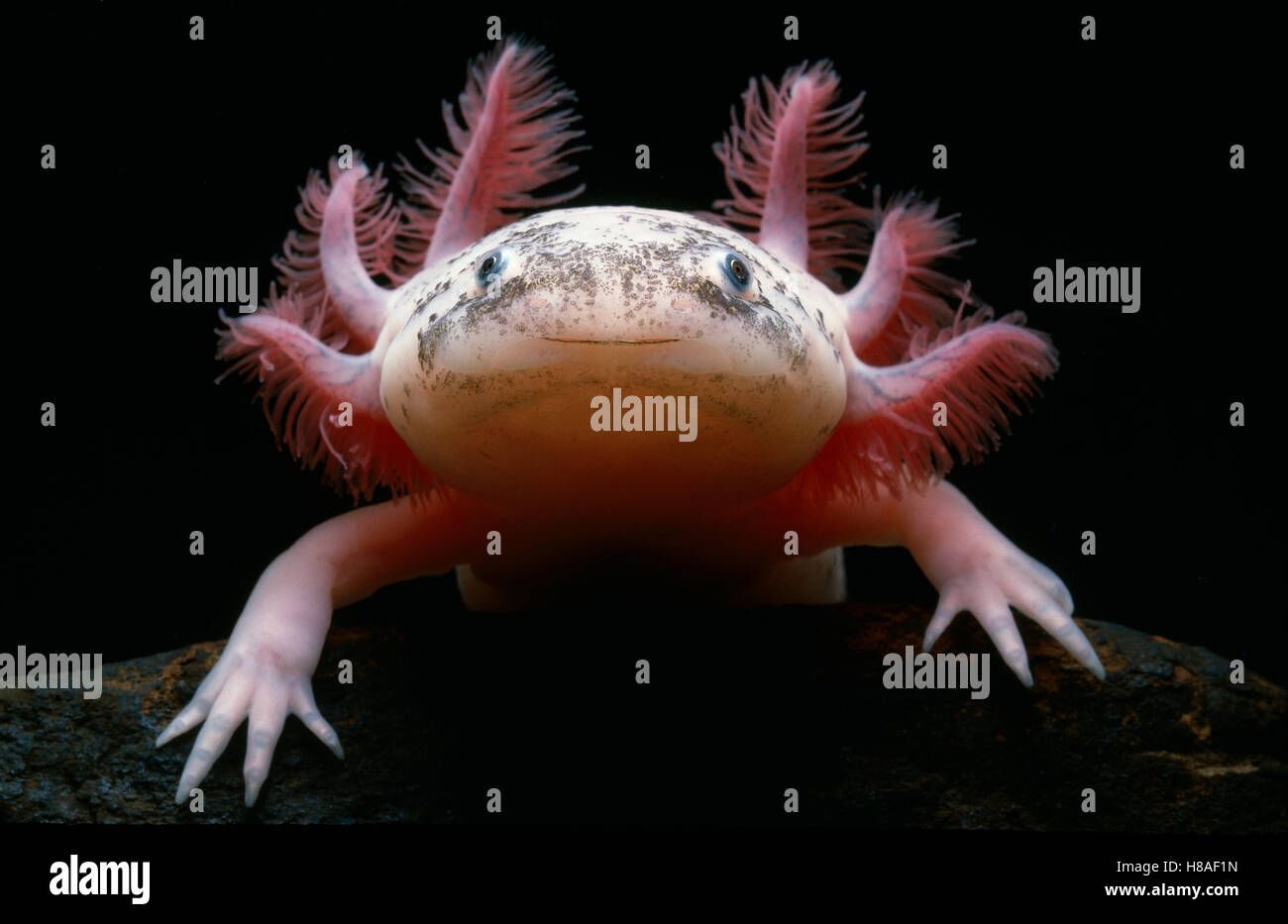 Mexican Axolotl (Ambystoma mexicanum) close up, front view, underwater ...