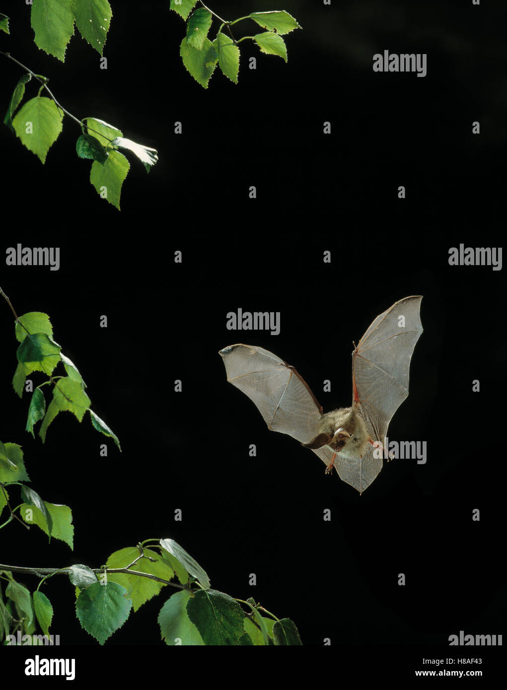 Brown Long-eared Bat (Plecotus auritus) flying Stock Photo - Alamy