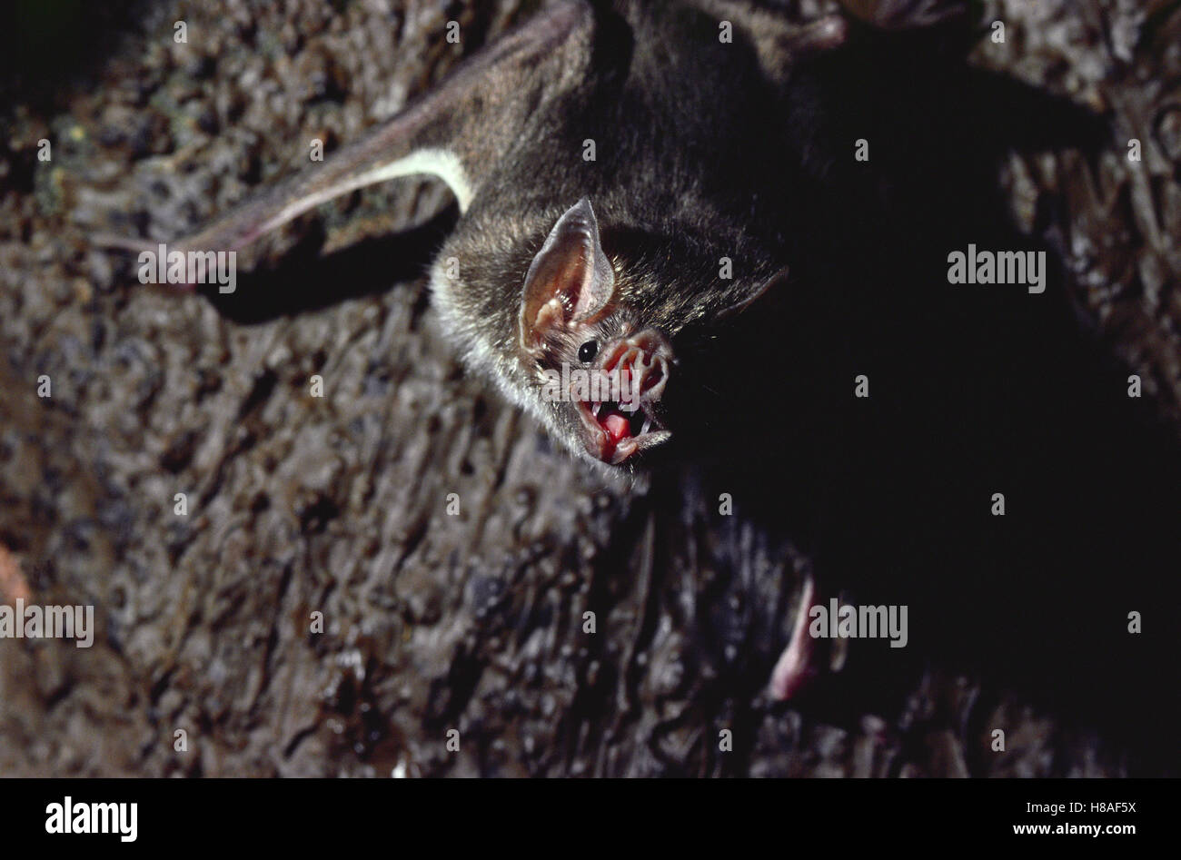 Vampire Bat (Desmodus rotundus Stock Photo - Alamy