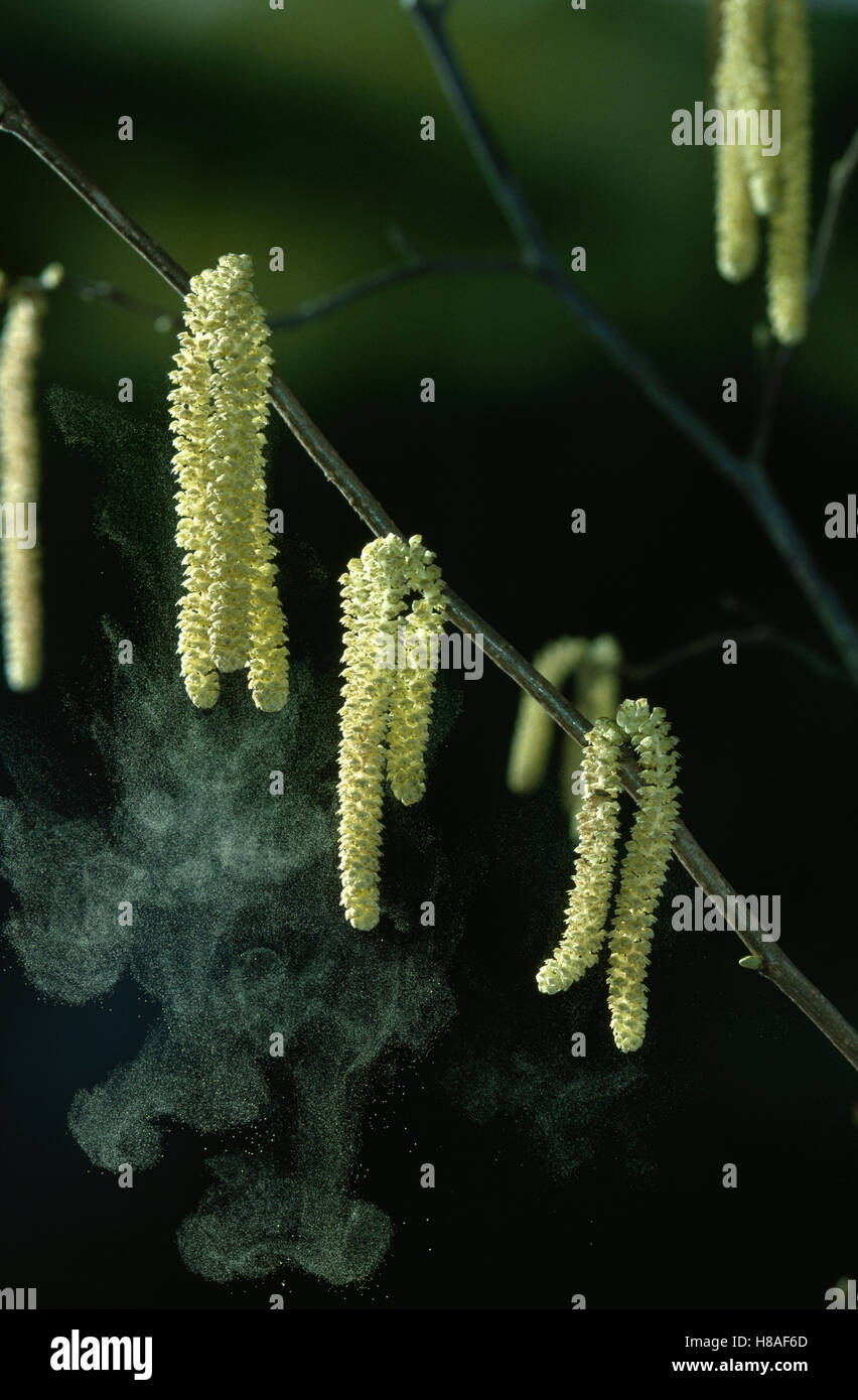Hazelnut (Corylus avellana) male flowers shedding pollen Stock Photo ...
