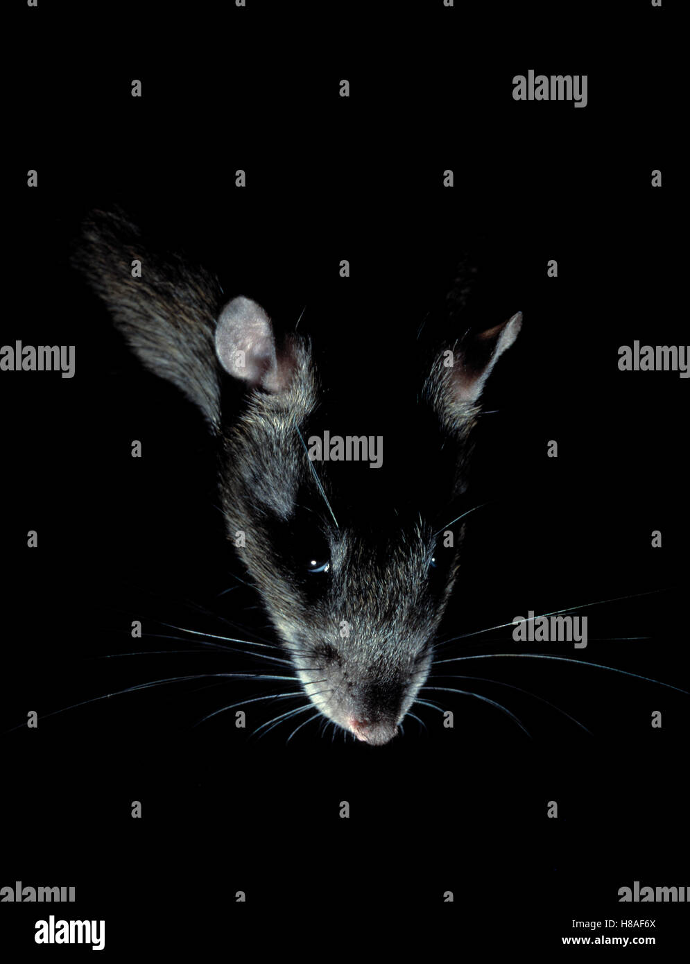 Brown Rat (Rattus norvegicus Stock Photo - Alamy