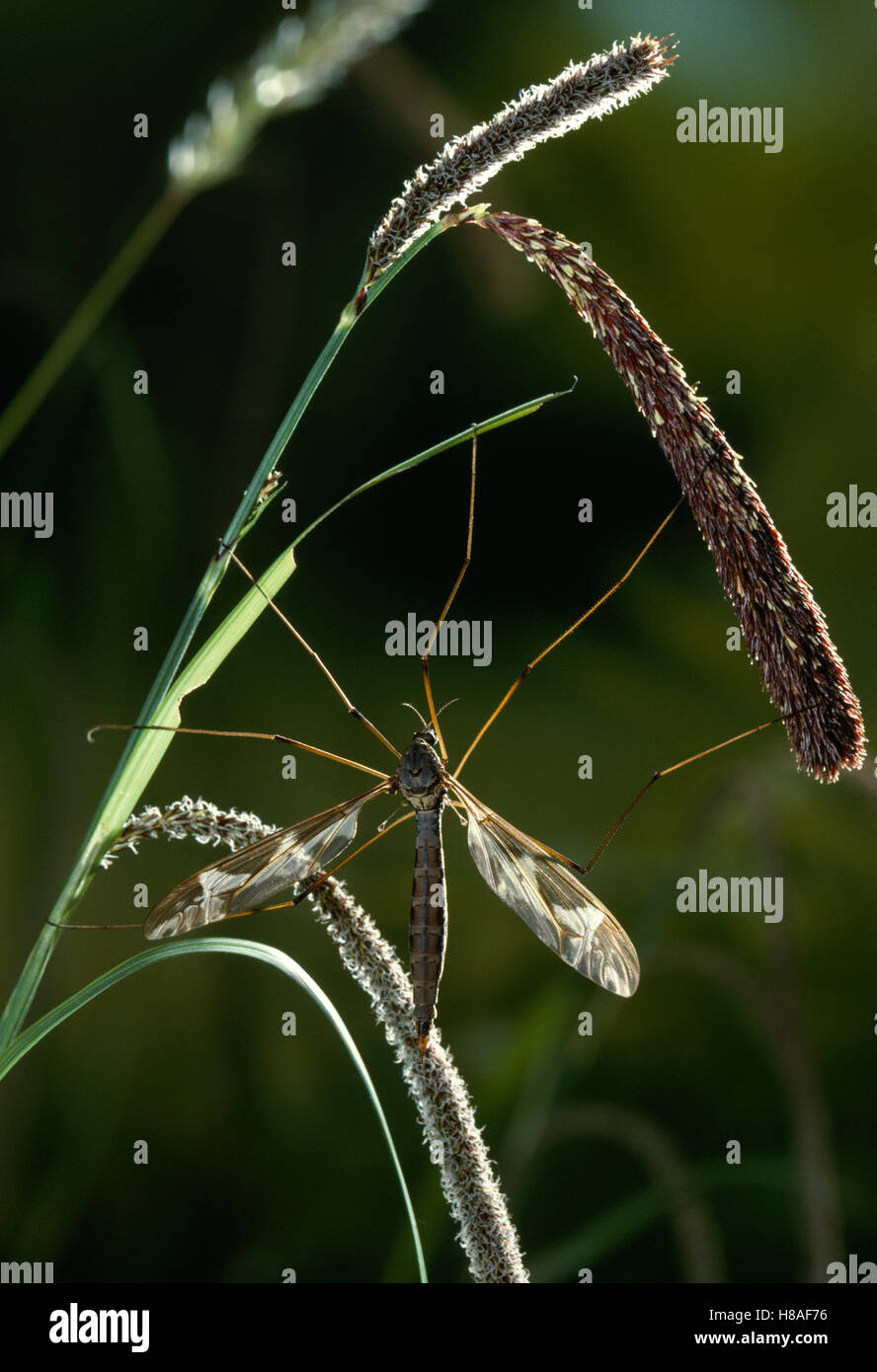 Giant Crane Fly (Tipula maxima) on weed Stock Photo - Alamy