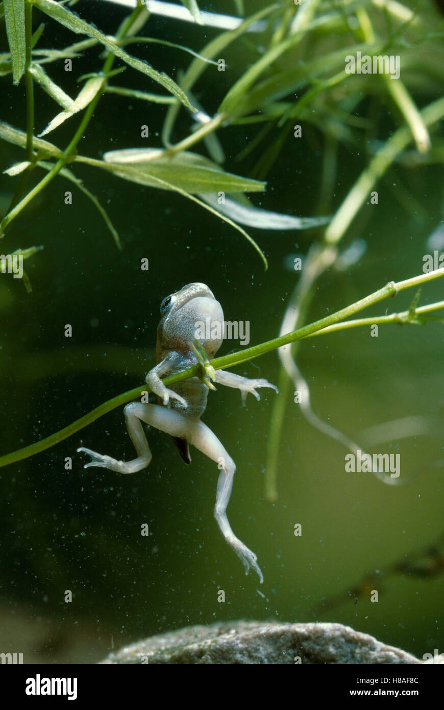 Common Frog (Rana temporaria) froglet underwater Stock Photo - Alamy