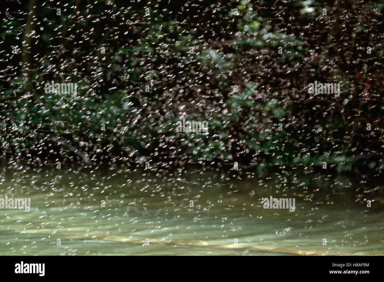 Empid Fly (Hilara maura) swarm mating Stock Photo - Alamy