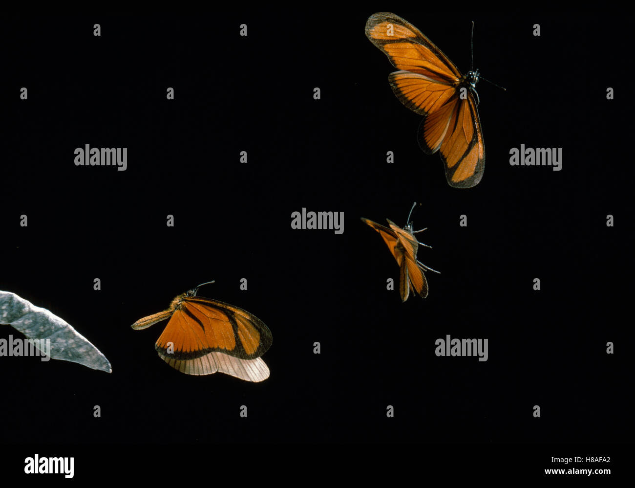 Heliconid Butterfly (Heliconius antiochus) flying, multiflash image ...