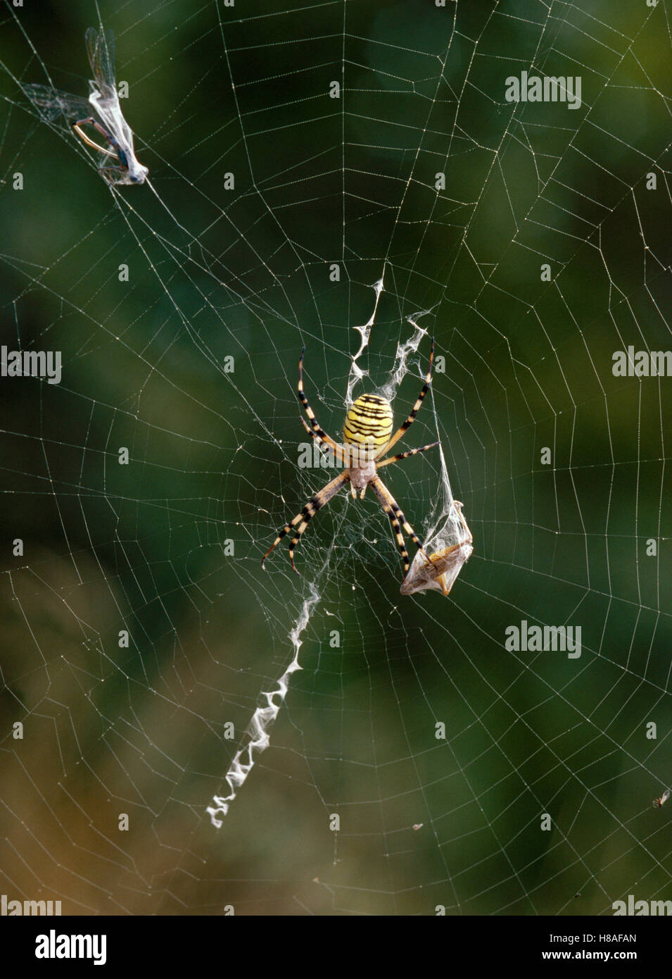 Wasp Spider (Argiope bruennichi) on web with prey Stock Photo - Alamy