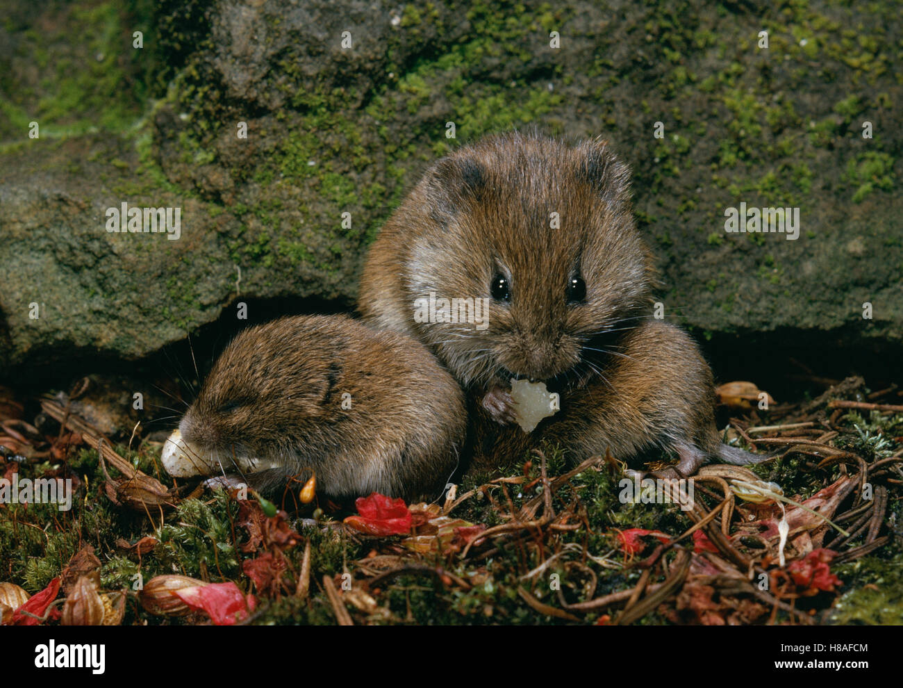 Field Vole (Microtus agrestis) with young Stock Photo - Alamy