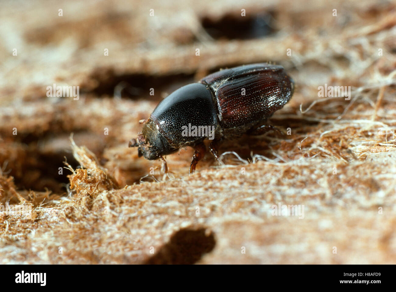 Large Elm Bark Beetle (Scolytus scolytus) vector of dutch elm disease ...