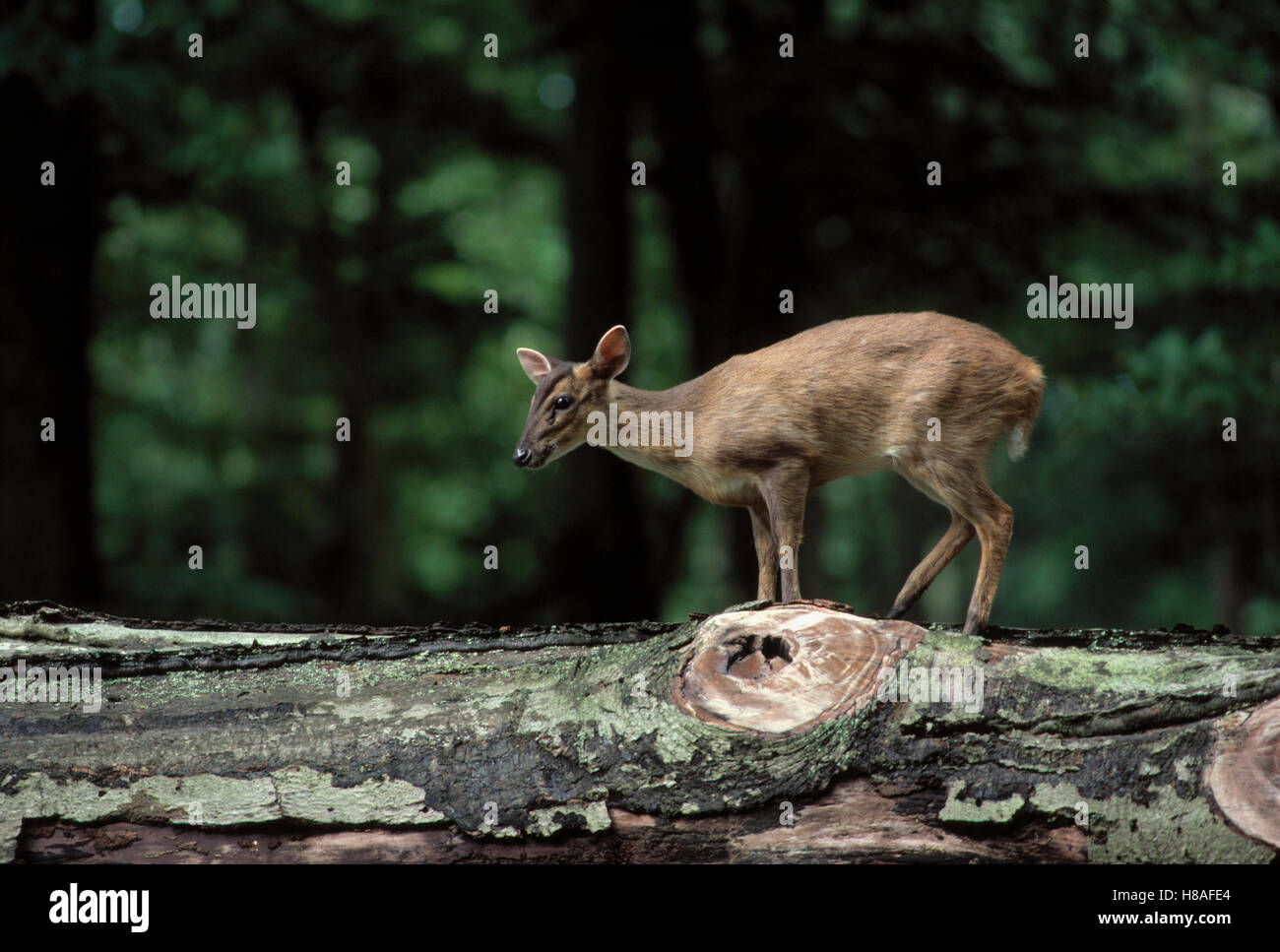 Muntjac (Muntiacus sp) standing on fallen tree, United Kingdom Stock ...
