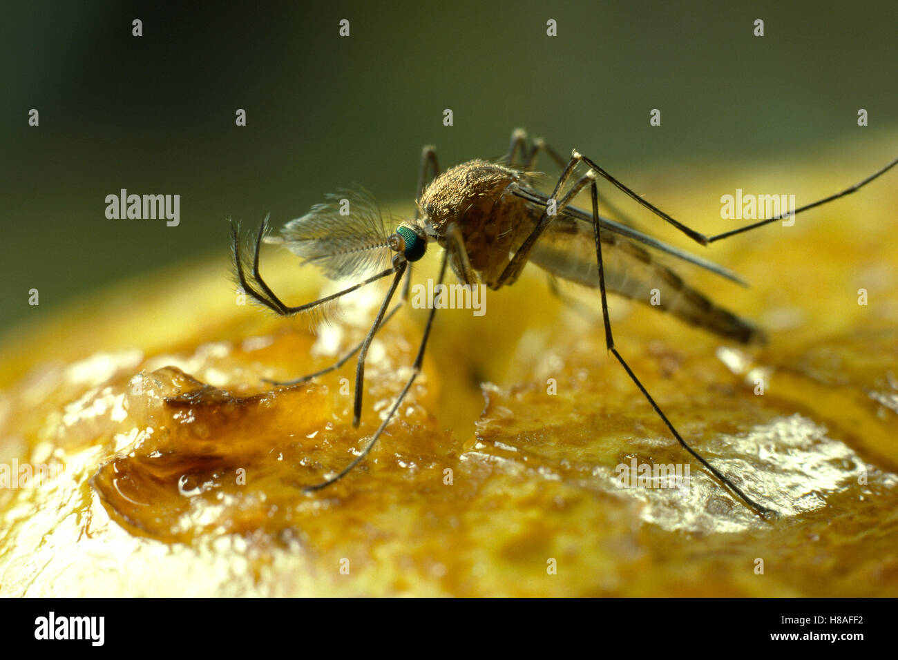 Mosquito (Aedes sp) male, feeding from pear Stock Photo - Alamy