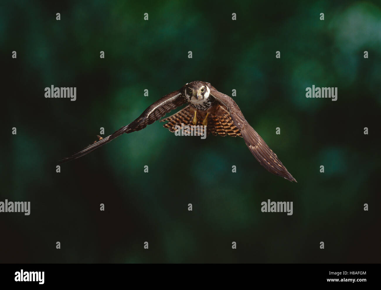 Eurasian Hobby (Falco subbuteo) flying Stock Photo - Alamy