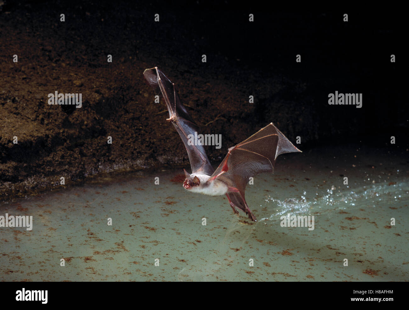 Greater Bulldog Bat (Noctilio leporinus) fishing Stock Photo - Alamy