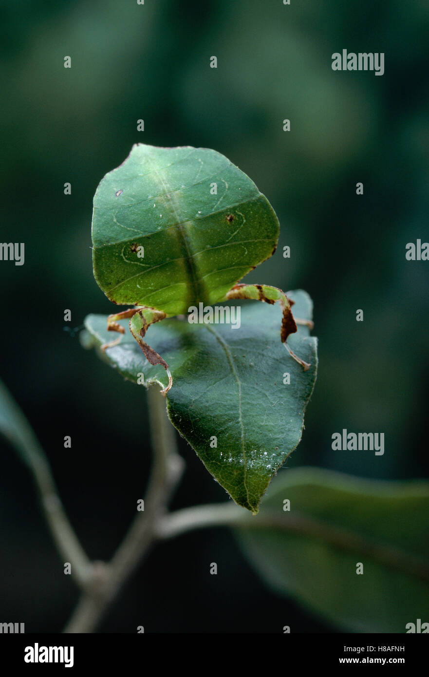 Leaf Insect (Bioculatum cifolium) camouflaged for defense, Java Stock ...