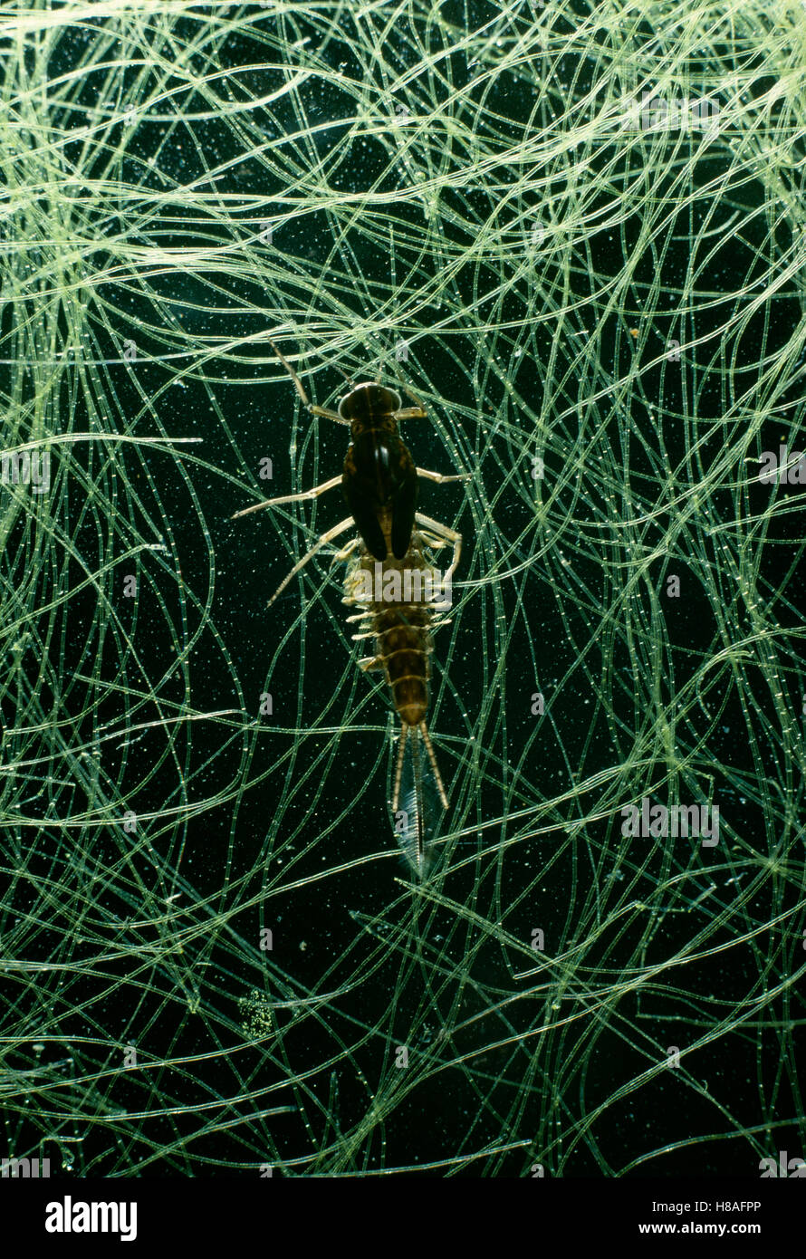 Mayfly (Chloeon sp) larva amongst pond weed Stock Photo - Alamy