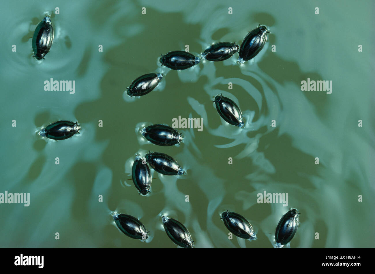 Whirligig Beetle (Gyrinus substriatus) group Stock Photo - Alamy
