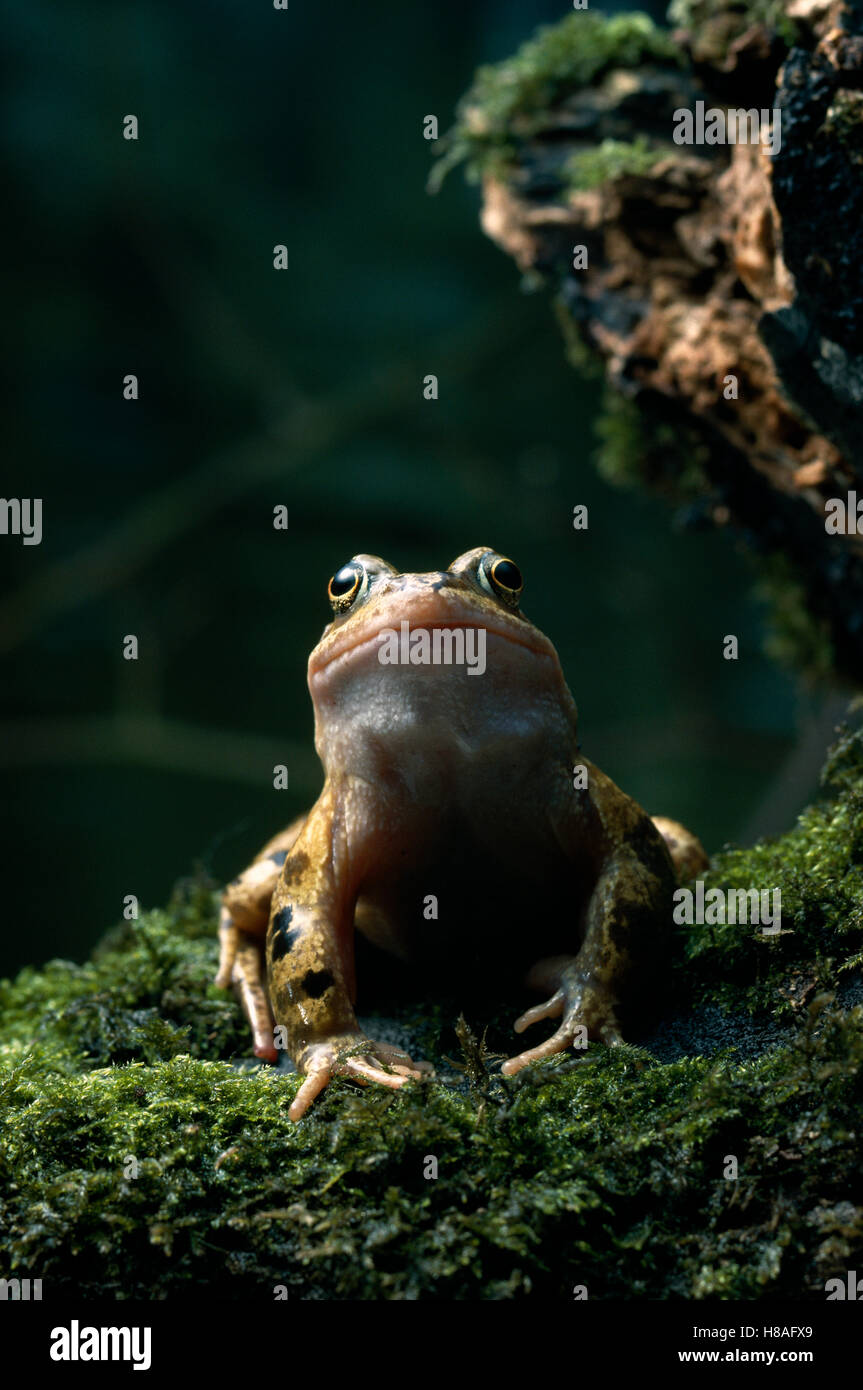 Common Frog (Rana temporaria), Sussex, England Stock Photo - Alamy