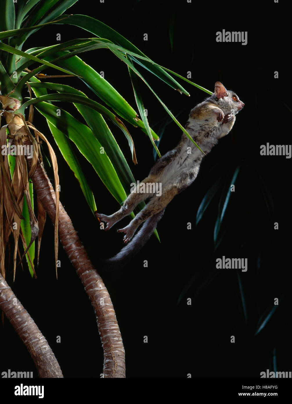 Lesser Bush Baby (Galago senegalensis) leaping Stock Photo - Alamy