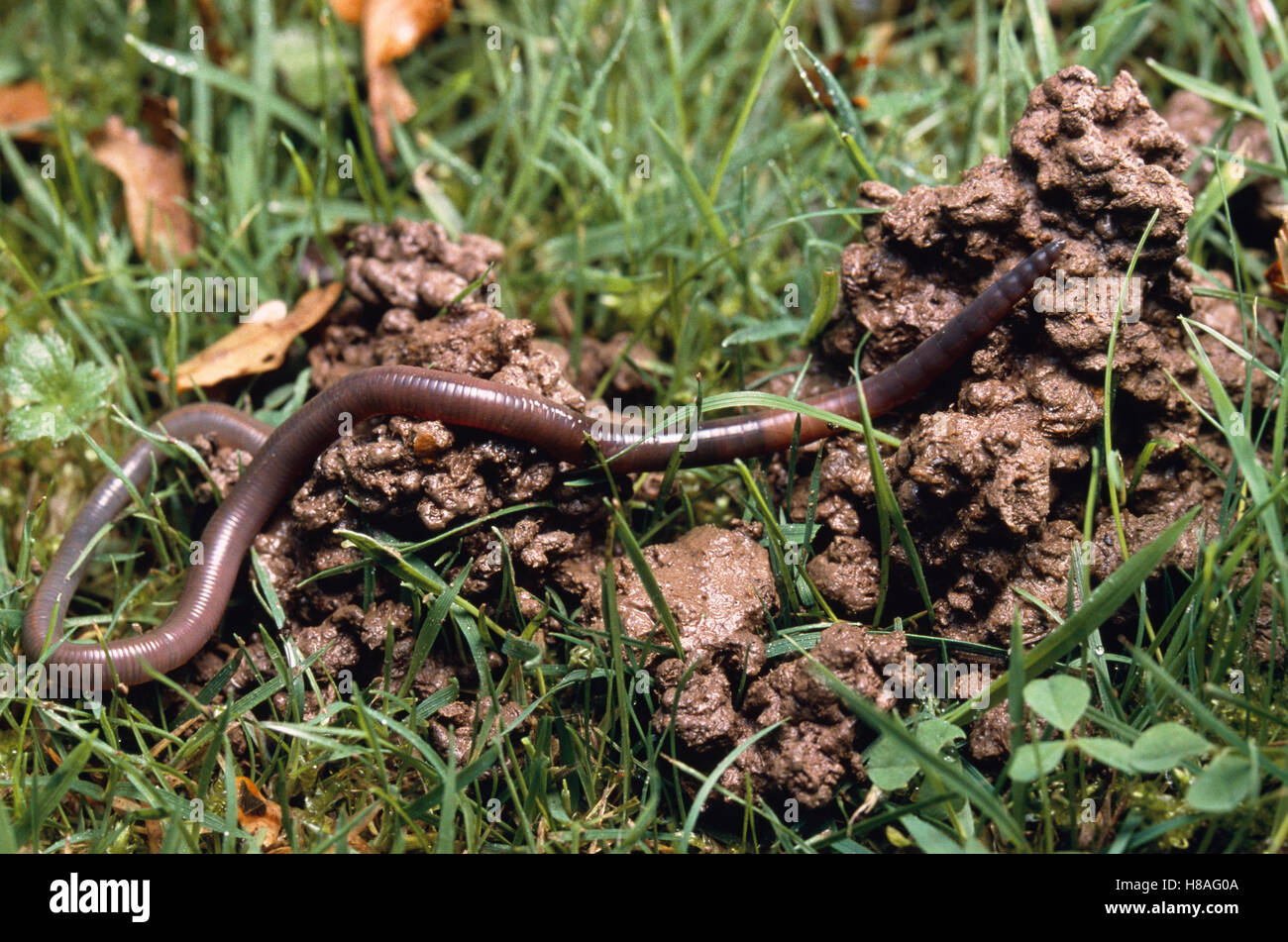 Common Earthworm (Lumbricus terrestris) by worm cast on grass Stock ...