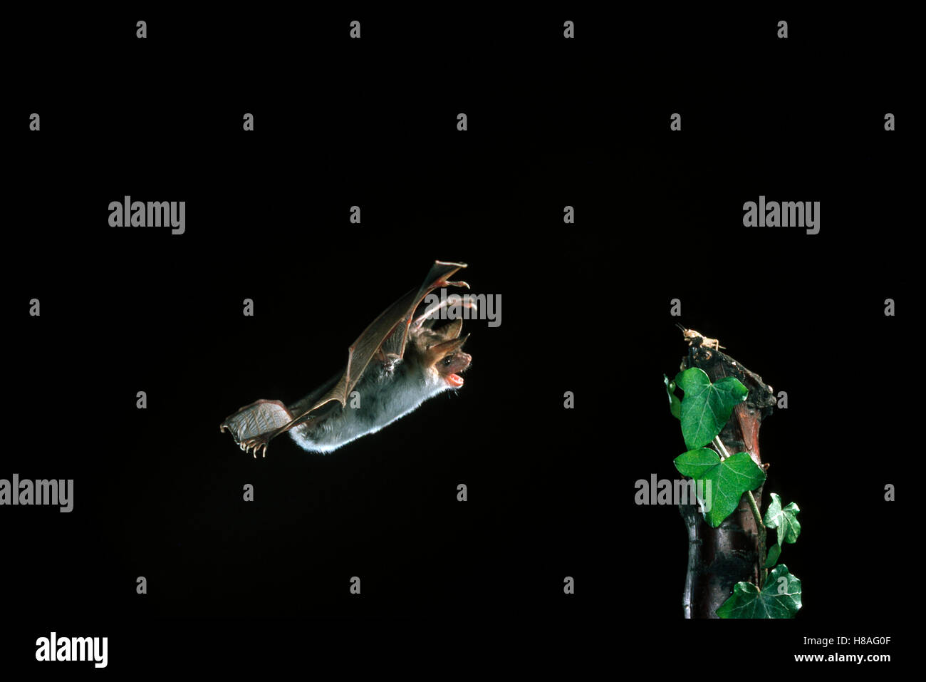Greater Mouse-eared Bat (Myotis myotis) attacking prey Stock Photo - Alamy