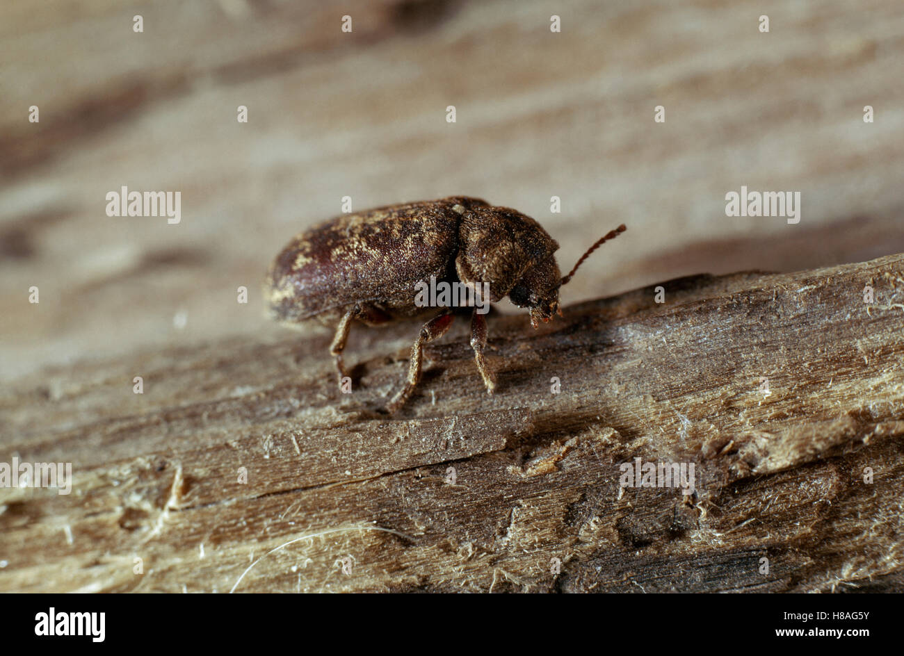 Death Watch Beetle (Xestobium rufovillosum) on timber Stock Photo - Alamy