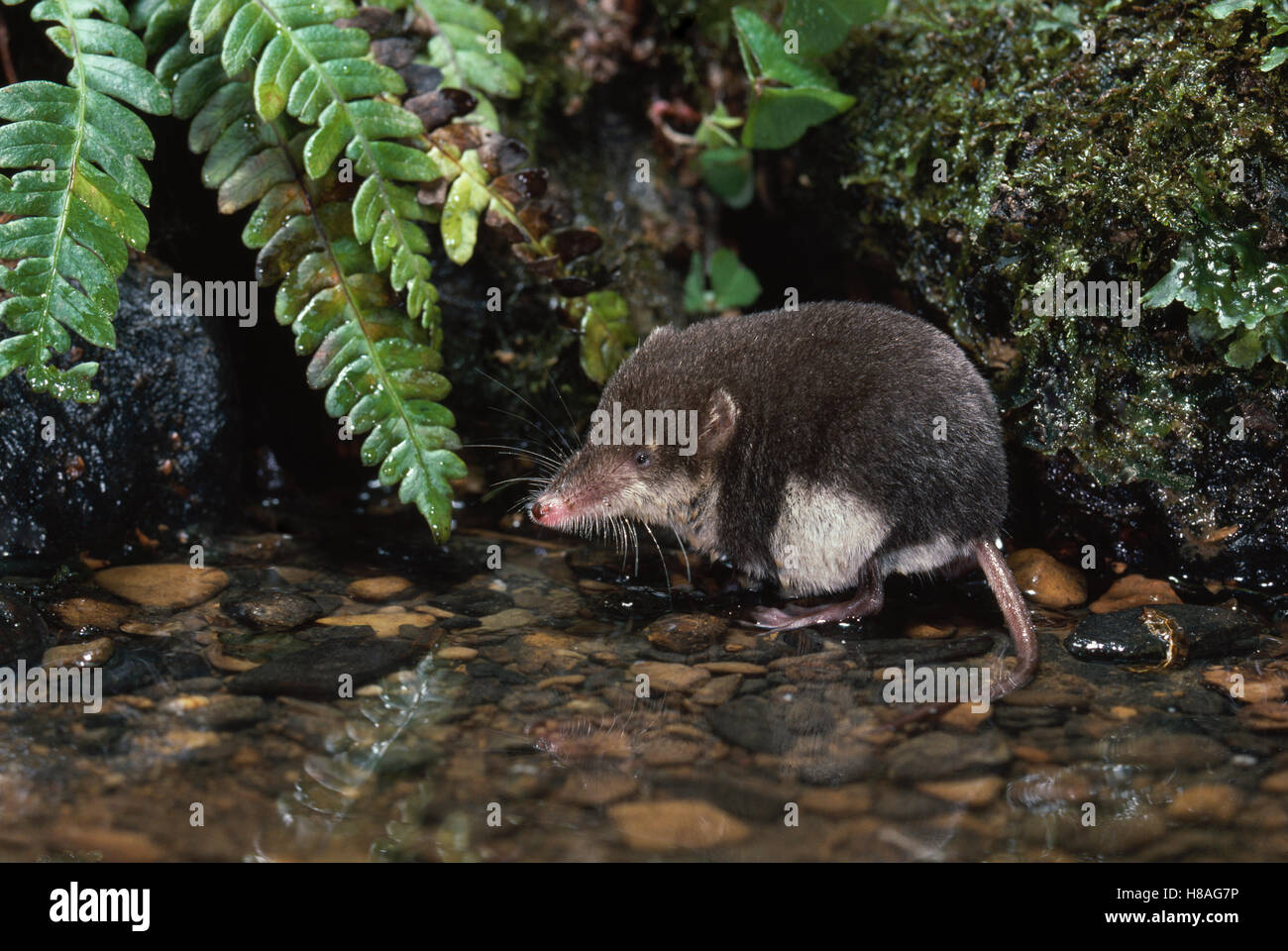 Eurasian Water Shrew (Neomys fodiens) at water's edge Stock Photo - Alamy