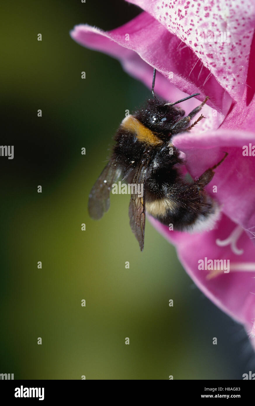 White-tailed Bumblebee (Bombus lucorum) on foxglove Stock Photo - Alamy